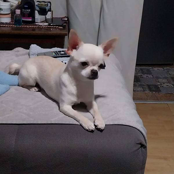 psi za parenje | SVET PASA