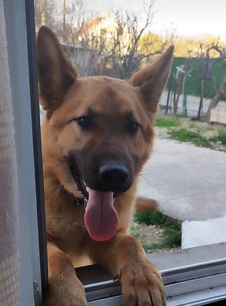 udomljavanje pasa | SVET PASA