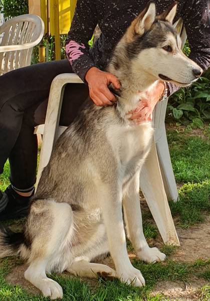 psi za parenje | SVET PASA